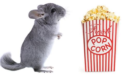 Can Chinchillas Eat Popcorn Rchinchilla101
