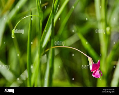 Grass Vetchling Flower Hurst Meadows West Molesey Surrey England