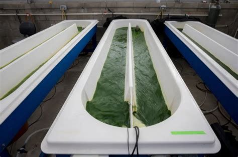 Scientists Have Figured Out Way To Make Algae Based Plastic That