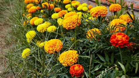 The Popular Flower That Helps Keep Pesky Chiggers Out Of Your Yard