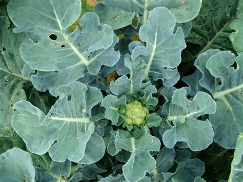 Growing Cauliflower The Complete Guide To Plant Grow And Harvest Cauliflower