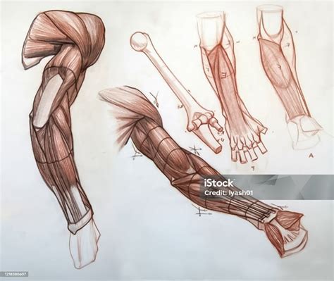 How To Draw Human Muscle Anatomy