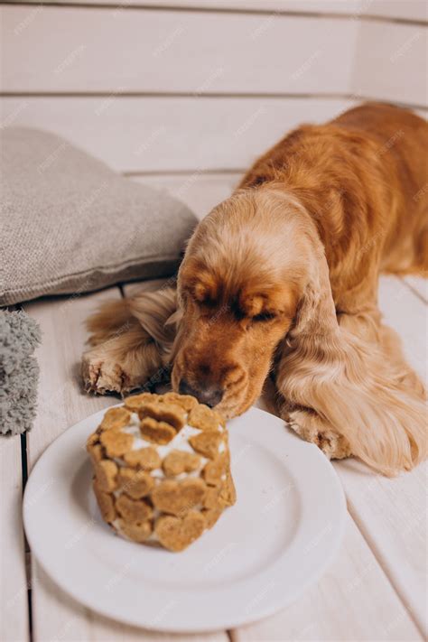 Free Photo Cocker Spaniel Eating Birthday Cake At Home