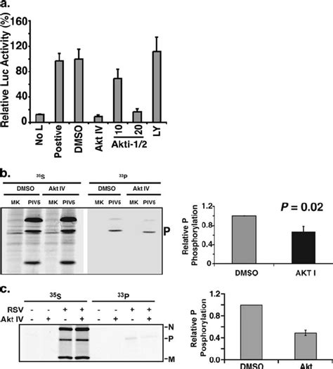 Effect Of Akt Inhibition On Minigenome Rna Synthesis And P
