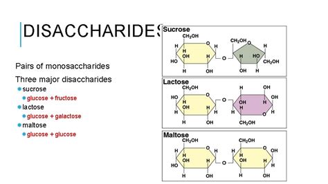 The Molecules Of Life Biosynthesis Molecules And Chemical