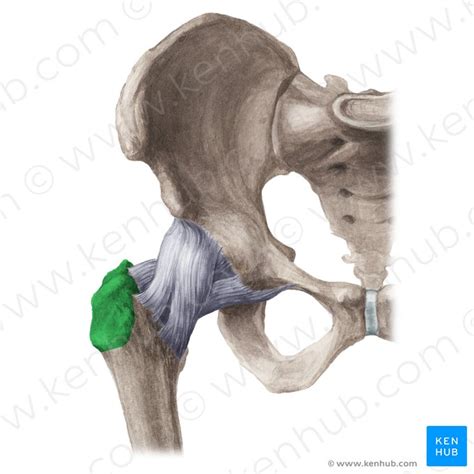 Femur Bone Anatomy Proximal Distal And Shaft Kenhub