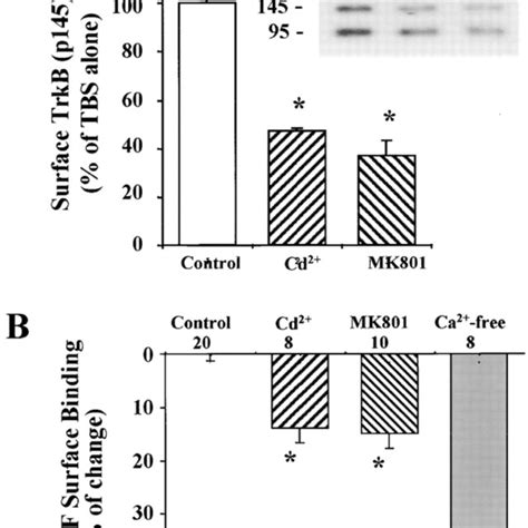 Activity Dependent Modulation Of The Surface Binding Of Bdnf Receptors