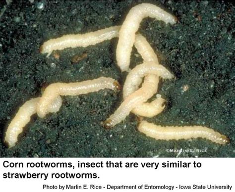 Strawberry Rootworm On Ornamentals Nc State Extension Publications