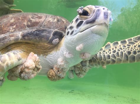 Sea Turtle Disease Discovery