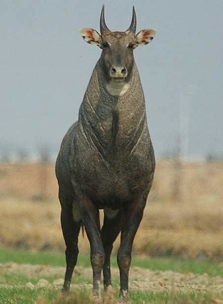 Nilgai Alchetron The Free Social Encyclopedia
