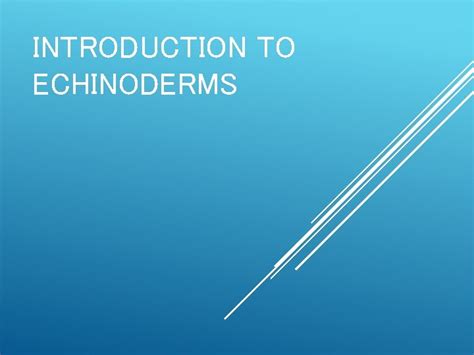 Introduction To Echinoderms An Animal With An Endoskeleton