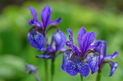 Bristle Pointed Iris Setosa Deep Violet Blue Flowers Stock Image Image Of Orchid Botanical
