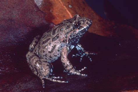 Frog Sex The Australian Museum Blog