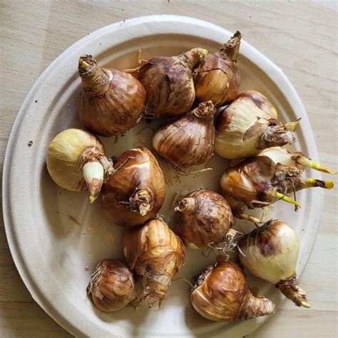 Votaniki John Peed Caladium Perennial Caladium Bulbs For Planting