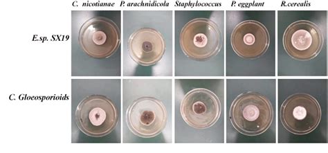 Figure 3 From Culture Separation Identification And Unique Anti