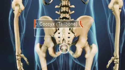 Anatomy Of The Coccyx Tailbone