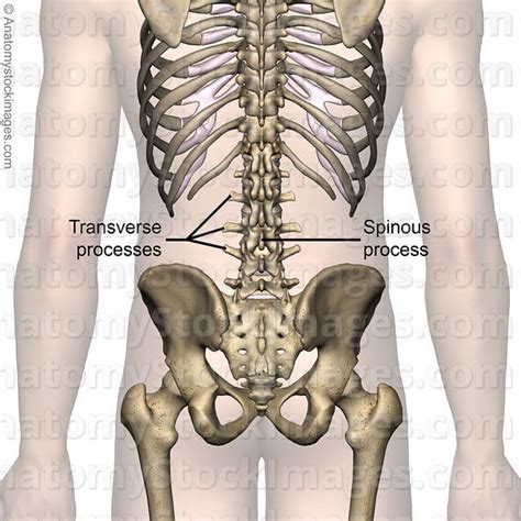 Anatomy Stock Images Lower Back Transverse Processes Spinous Proces Back Skin Names