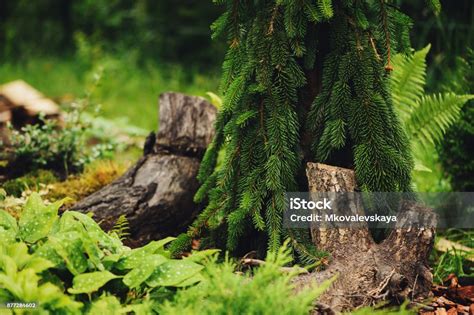 Picea Abies Inversa Weeping Conifer Planted In Garden With Tree Logs
