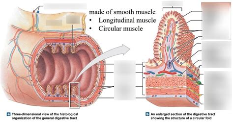 Gi Tract Tissue Diagram Quizlet