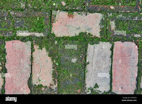 Nature Covering Covered Bricks On Ground With Moss Lichen Background