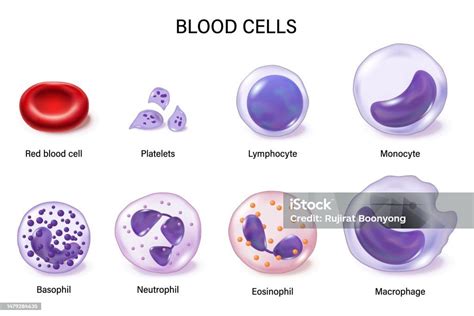 Sel Darah Sel Darah Merah Sel Darah Putih Dan Trombosit Eritrosit Trombosit Leukosit Limfosit