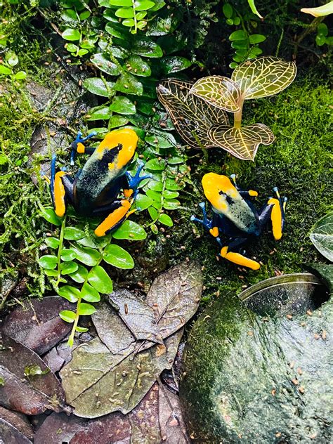 Dendrobates Tinctorius Peacock” Ncdartfrogs