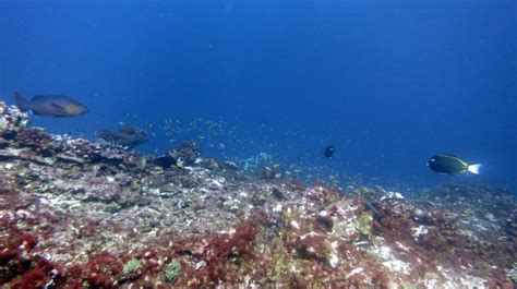 Ocean Acidity Surpasses Crucial Limit Research Reveals Totalnews