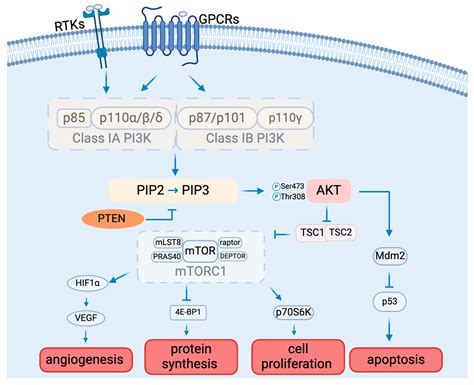The Role Of The Pi3kaktmtor Axis In Head And Neck Squamous Cell Carcinoma