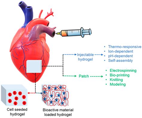Polymers Free Full Text Injectable Hydrogels In Cardiovascular Tissue Engineering
