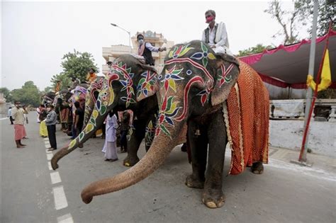 Elephants Significance In Indian Culture