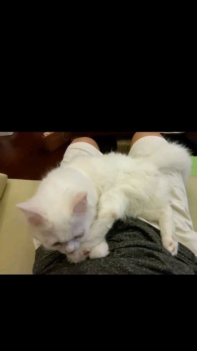 Yui And Haru Yurucats • Instagram Photos And Videos