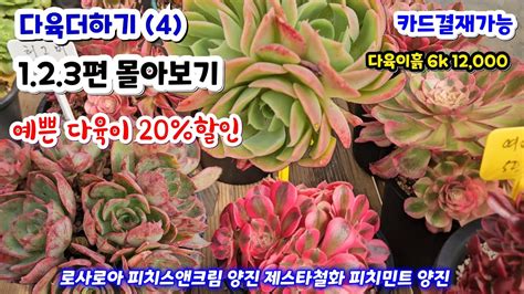 다육더하기 4 123편 몰아보기 20할인 할인까지 착한 가격 핑크마녀 흑사금 소화금 Youtube