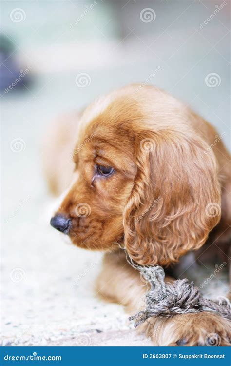 Cocker Spaniel Puppy Stock Image Image Of Mammal View 2663807