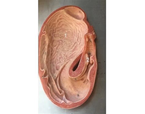 Ans 206 Lab Practicle 2 Simple Stomach Model Quiz