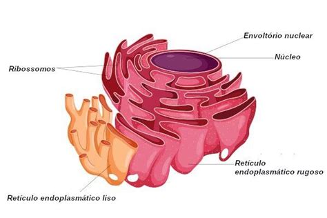 Dibujo Del Retículo Endoplasmático Liso Resúmenes De Retículo