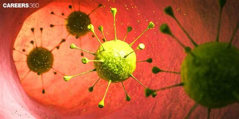 Virus Life Cycle Introduction Overview Stages Types Life Cycle Faqs