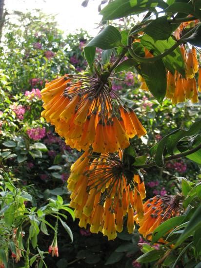 Bomarea Pacific Bulb Society