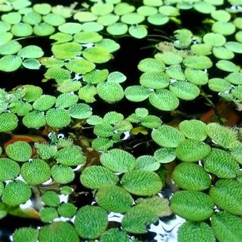 Top 5 Floating Pond Plants