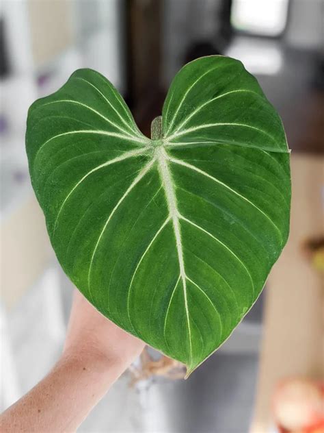 The Gorgeous Heart Shaped Philodendron Gloriosum And How To Care For It