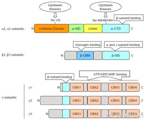 Ampk信号通路（一） 知乎
