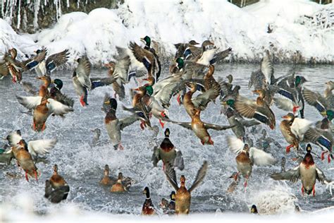 Delta Waterfowl Duck Migration Report