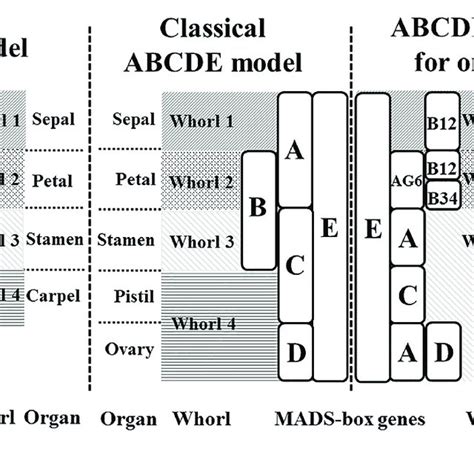 Abc And Abcde Models The Flowering Models Show The Mads Box Genes