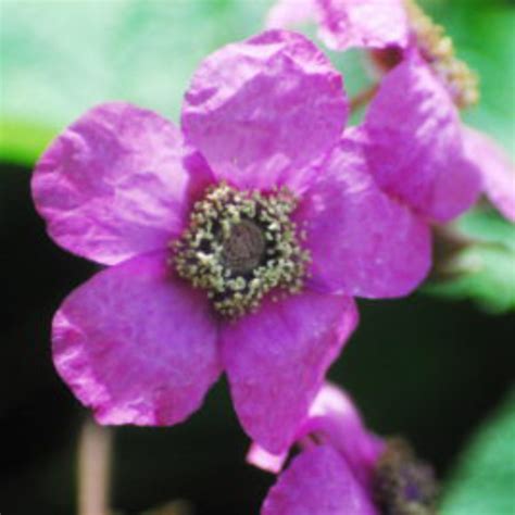 Purple Flowering Raspberry Walden Heights Nursery And Orchard