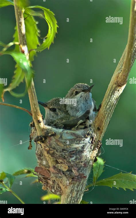 Nesting Costas Hummingbird Calypte Costae Arizona Nest Usa