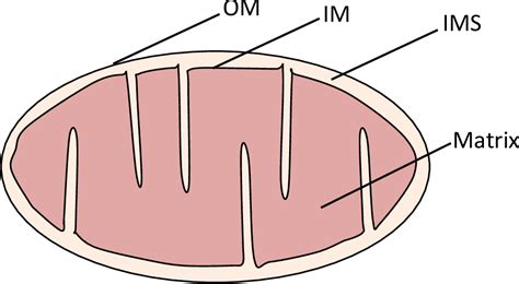 Atad3a Gene Semantic Scholar