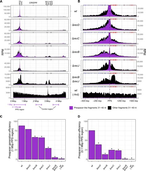 Chromosomal Distribution Of 31 To 40 Nt Fragments Related And Unrelated
