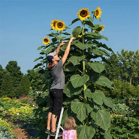 Tall Sunflower Plants Tall Sunflower Helianthus Giganteus Designs