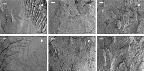 Scanning Electron Microscope Micrographs Of Fractured Surfaces Of Ddgs