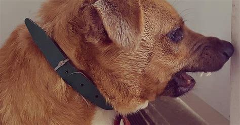 My Dog Has A Slight Overbite Animals