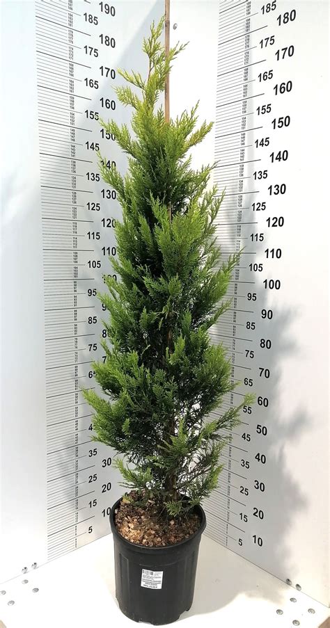 Žuti Lejlandski čempres Drijen